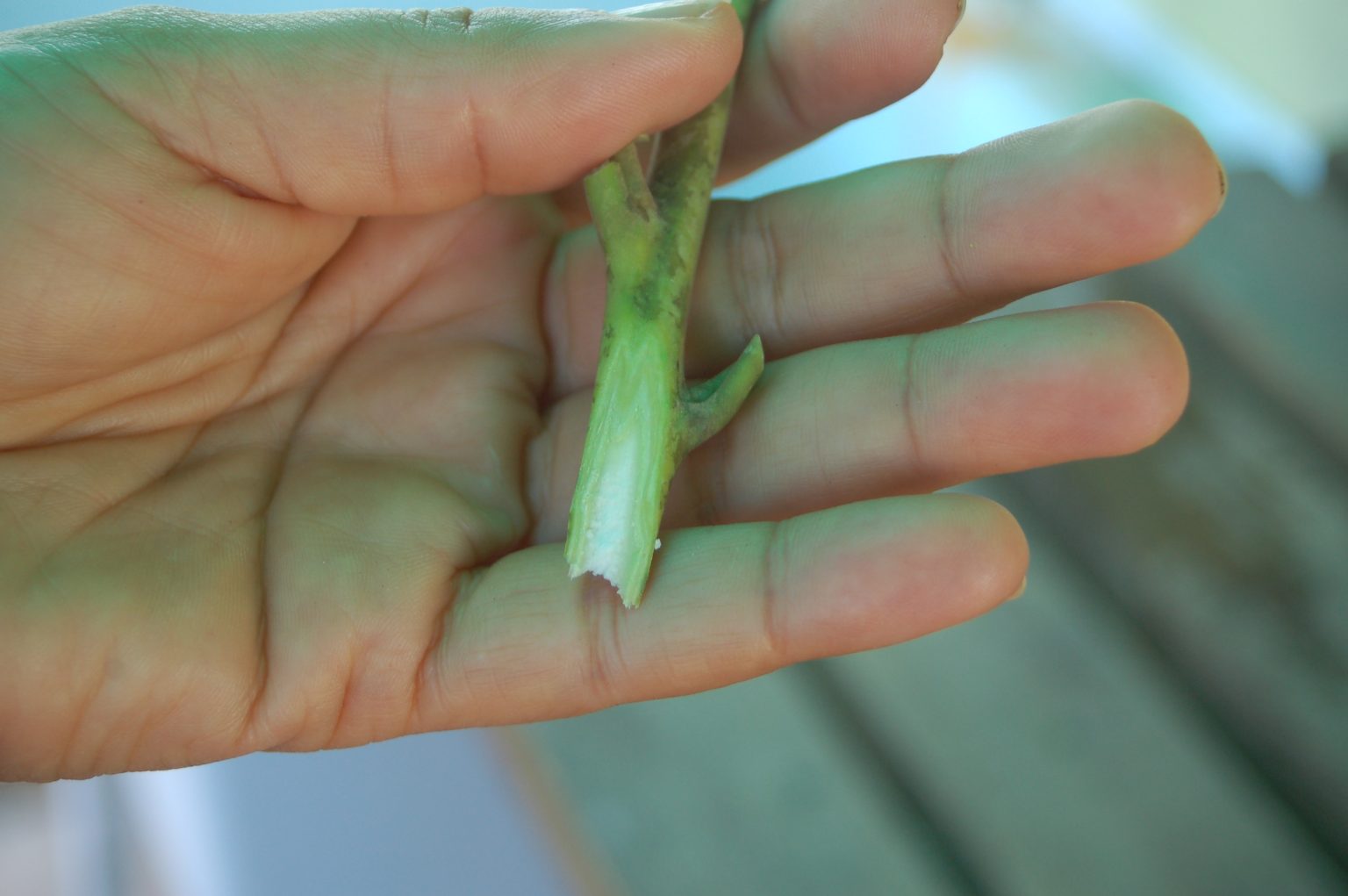 Tropical Fruit Plant Propagation Basics - UF/IFAS Extension Miami-Dade ...