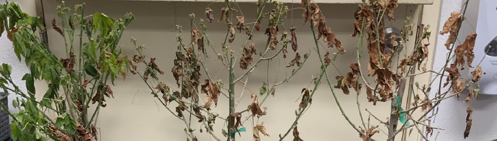 What to Consider When Submitting a Plant Sample to the Plant Clinic for ...