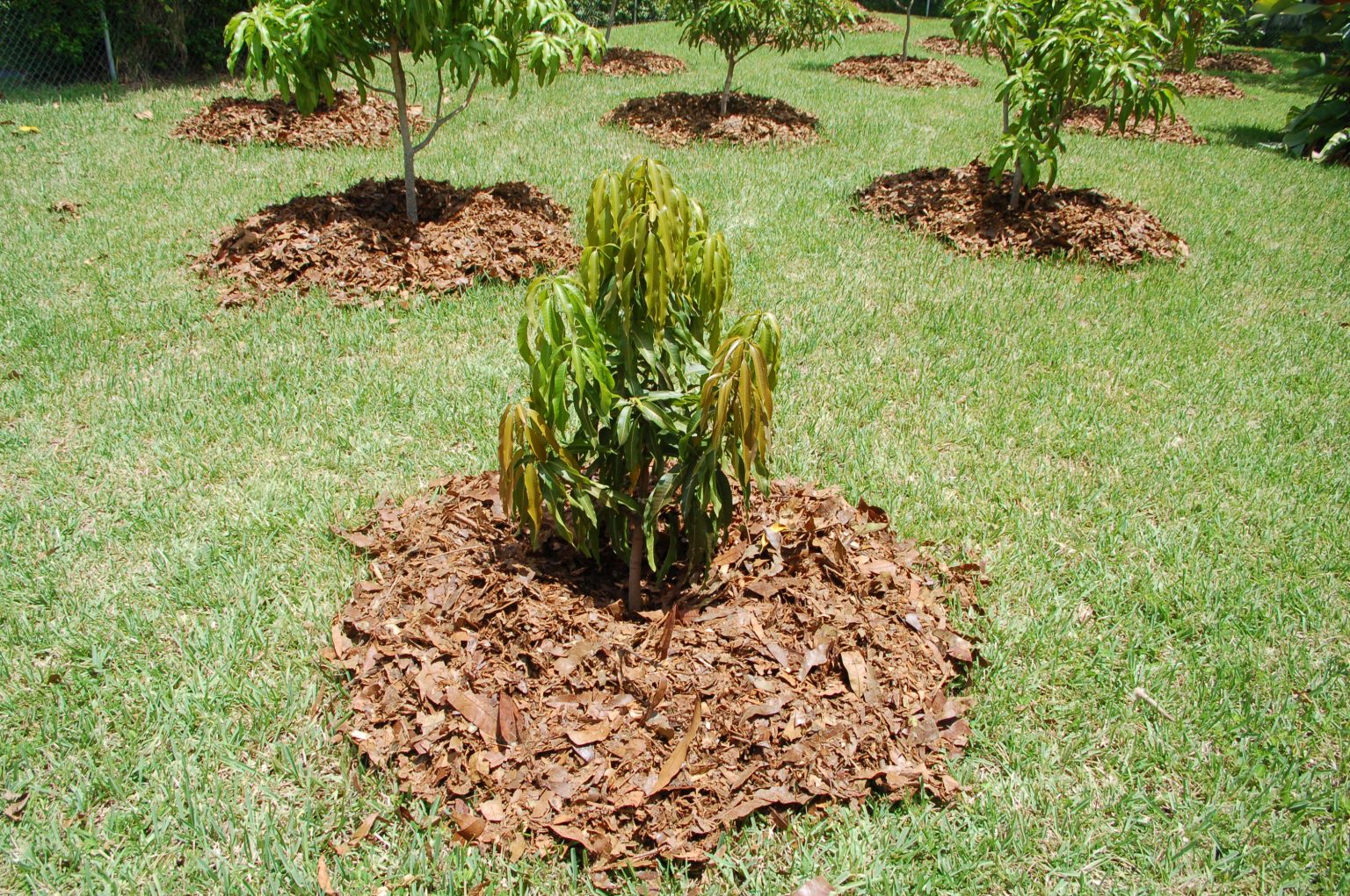 Fruit Tree Planting and Spacing - UF/IFAS Extension Miami-Dade County