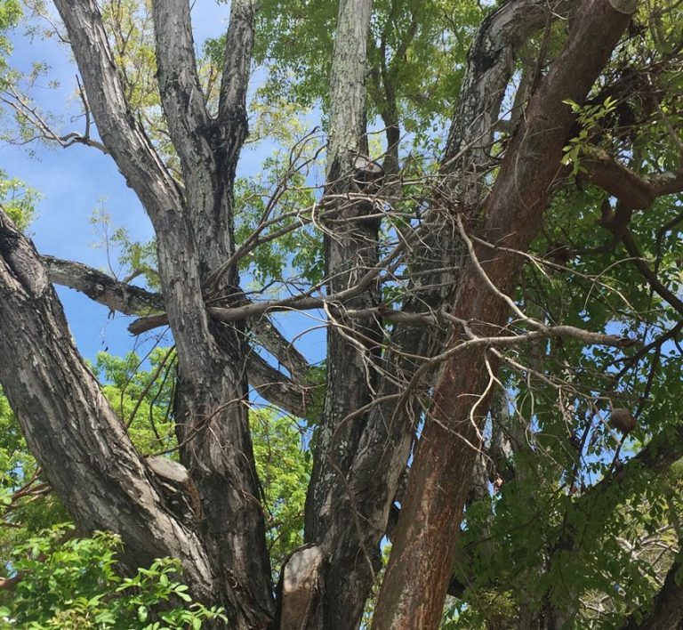 Landscape Hurricane Preparedness! Are You Ready?