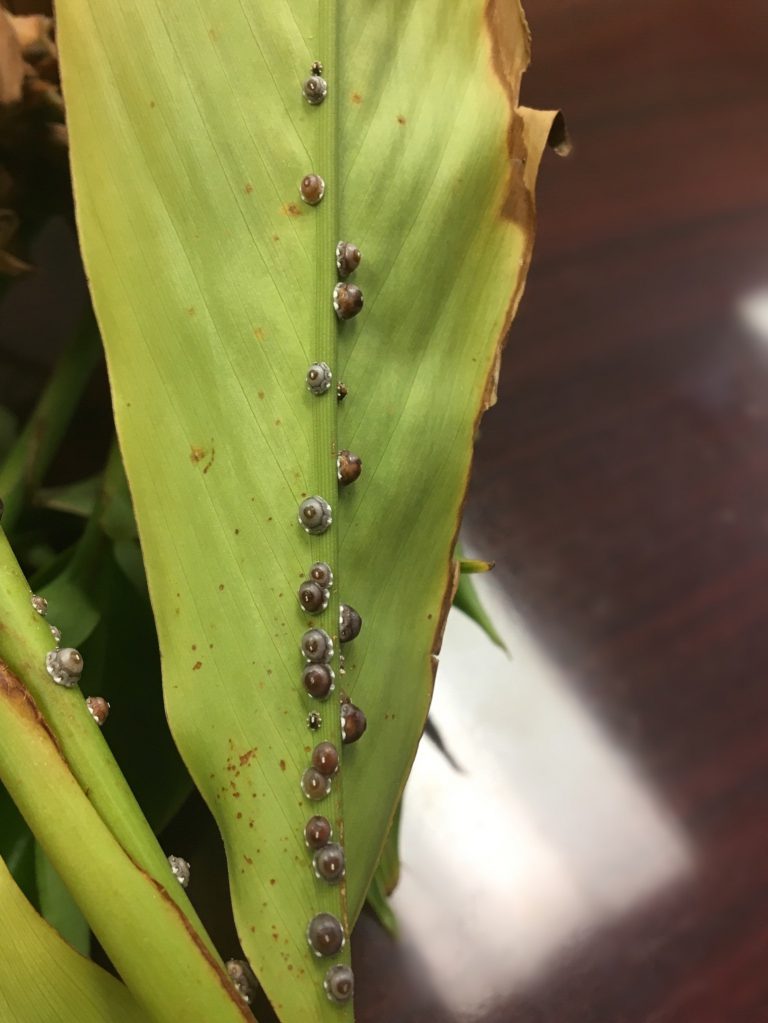 There's Bugs On My Plants! What Do I Do? - UF/IFAS Extension Monroe County