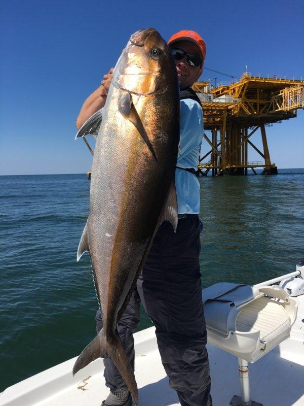 Catch a Tagged Greater Amberjack, Collect $250 - UF/IFAS Extension ...