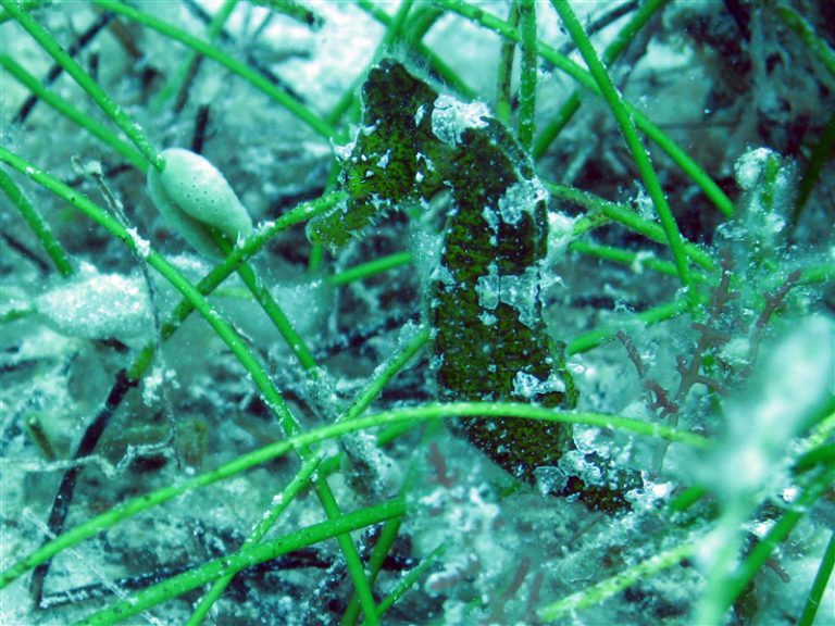 Seahorses! - UF/IFAS Extension Monroe County