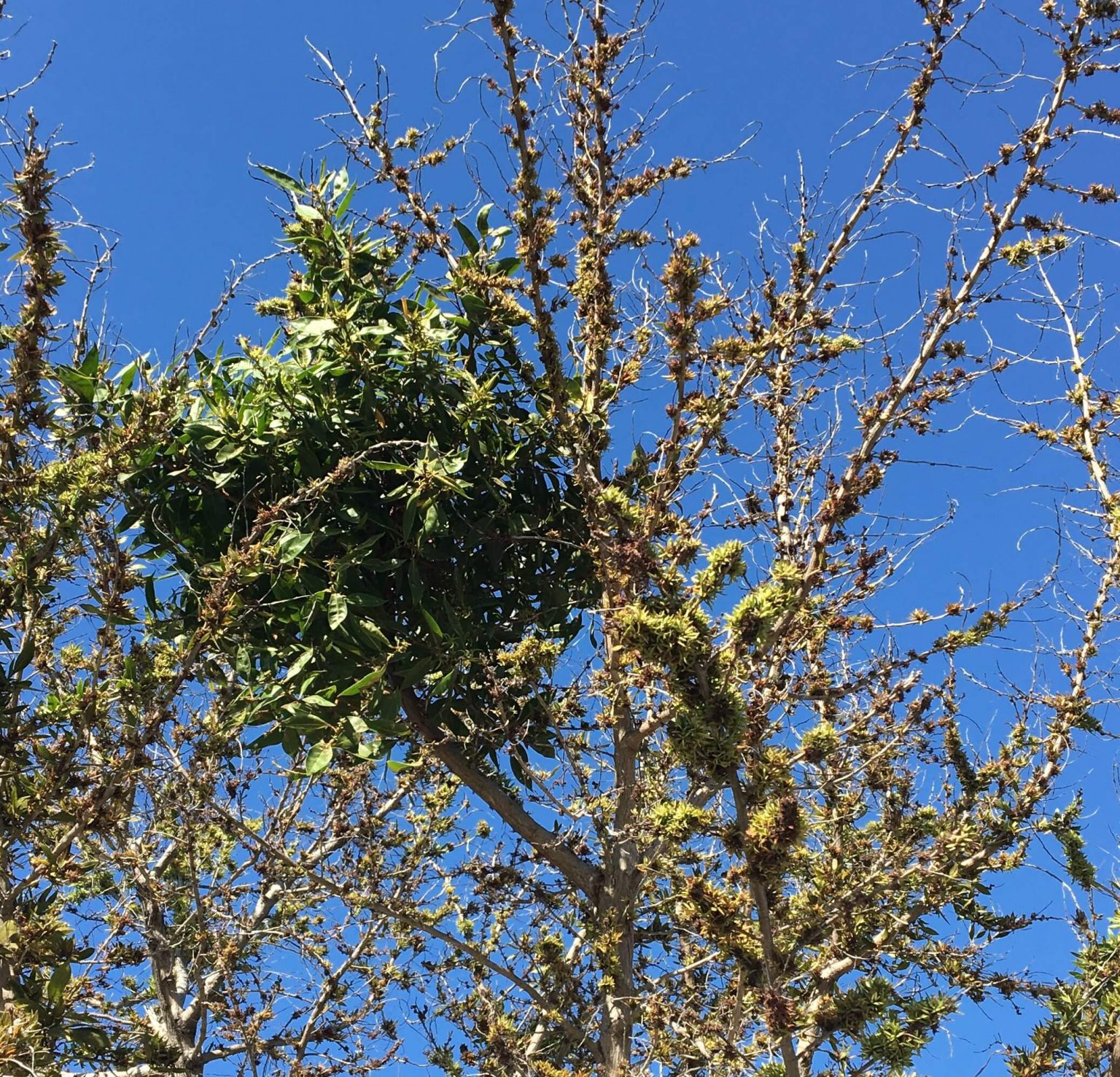 What is Witch's Broom - UF/IFAS Extension Monroe County