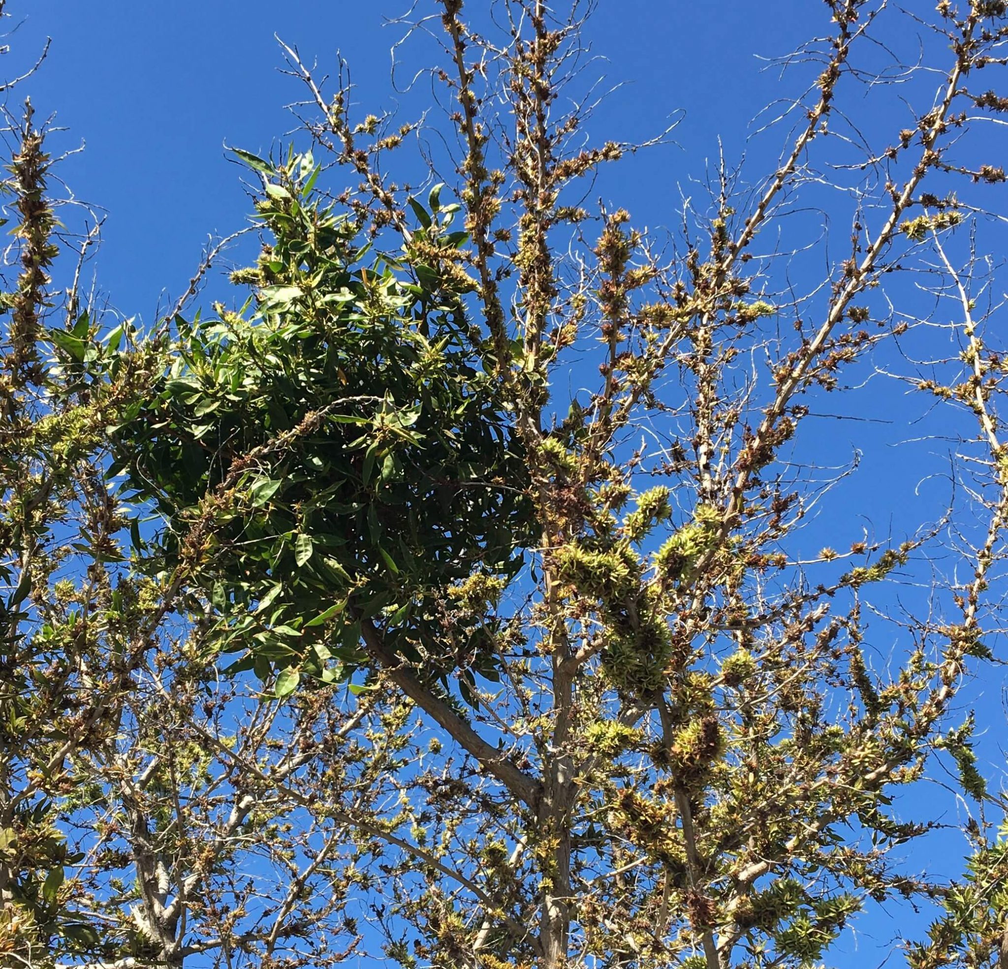 What is Witch's Broom - UF/IFAS Extension Monroe County