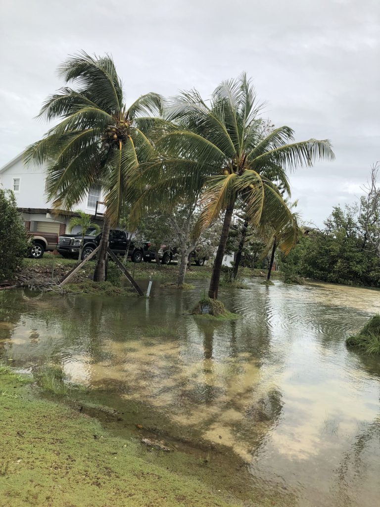 Landscape Storm Recovery - UF/IFAS Extension Monroe County