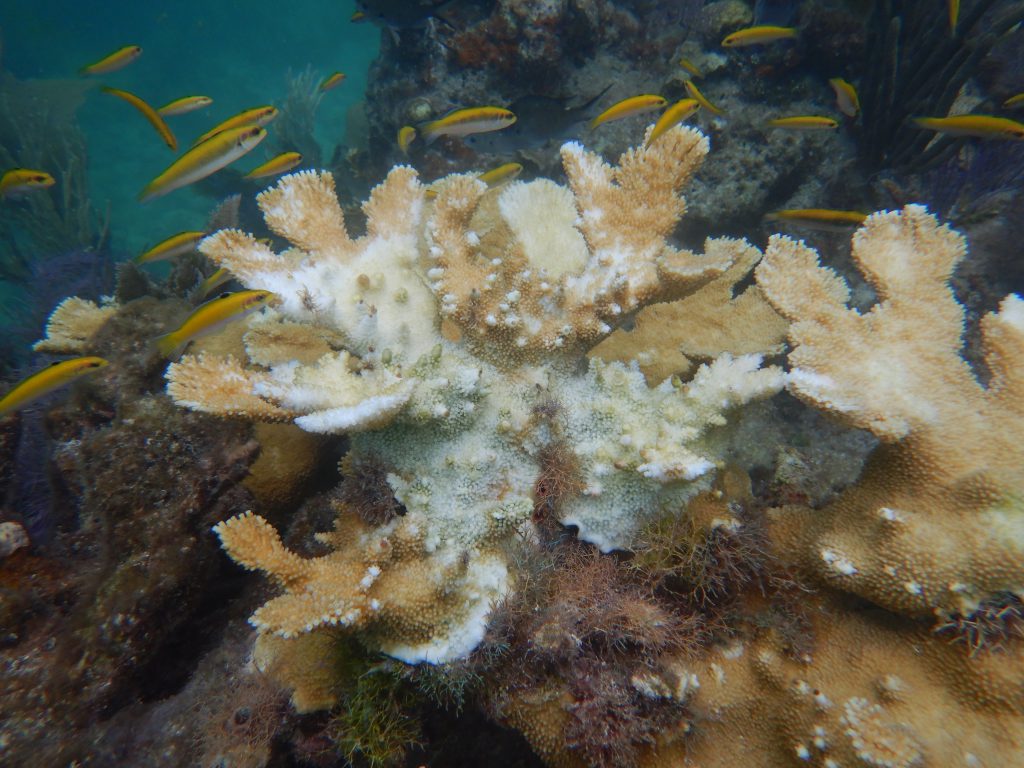 Florida's Coral Reef: Coral Bleaching and the 2023 Marine Heat Wave ...