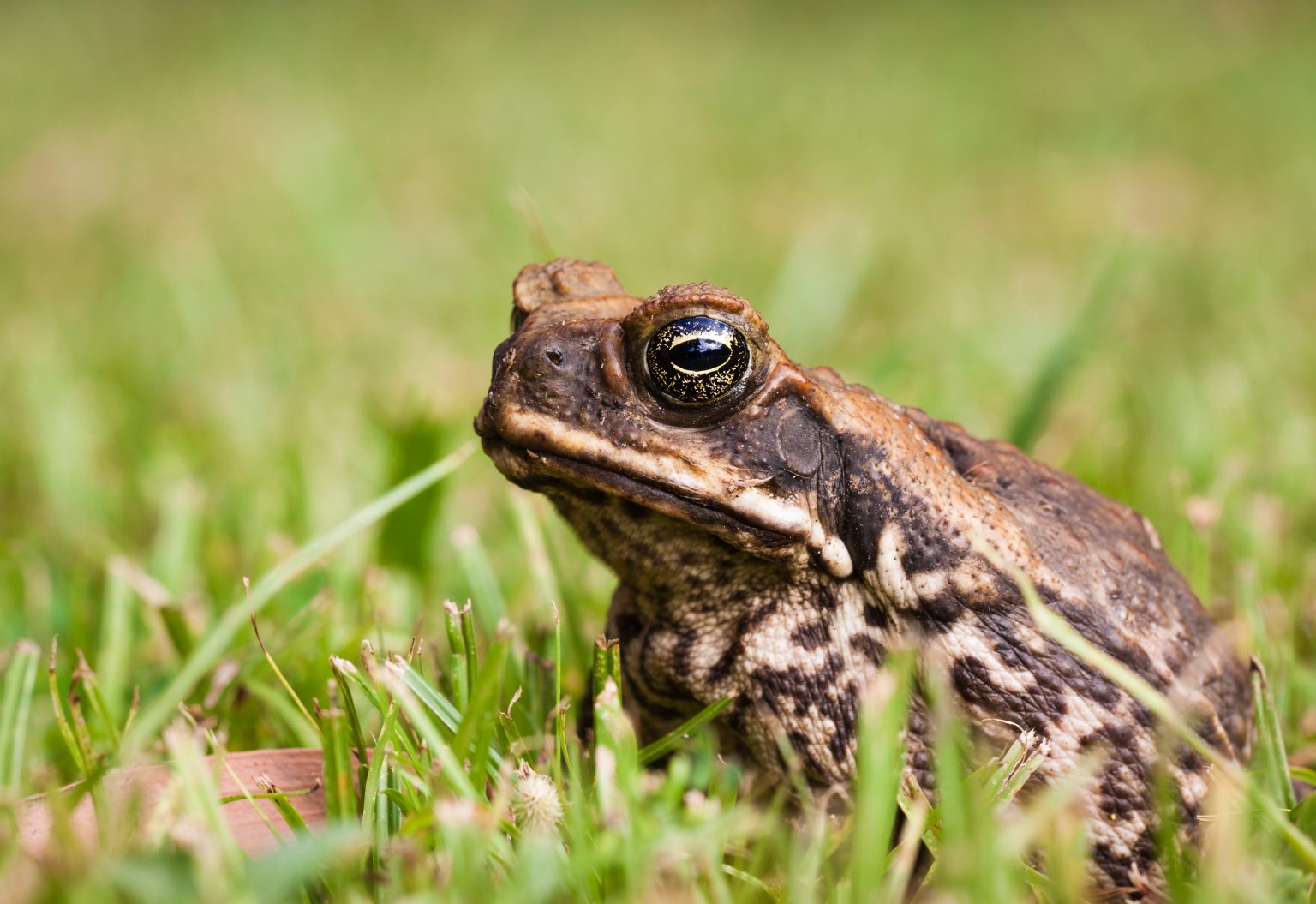 This time of year watch out for cane toads (Bufo Marinus) and your pets ...