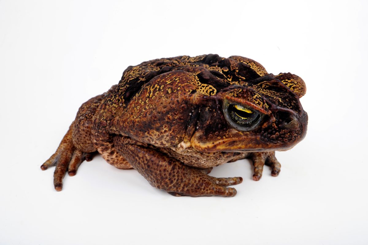 This time of year watch out for cane toads (Bufo Marinus) and your pets ...