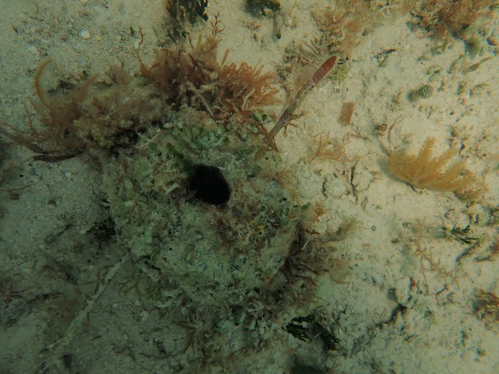 For the love of sponges! - UF/IFAS Extension Monroe County