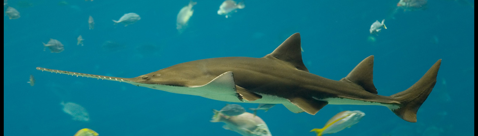 The Magnificant Smalltooth Sawfish - UF/IFAS Extension Monroe County