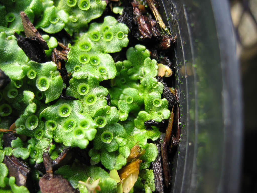 Fall Weather May Mean One Thing for Florida Greenhouses: Liverwort - UF ...