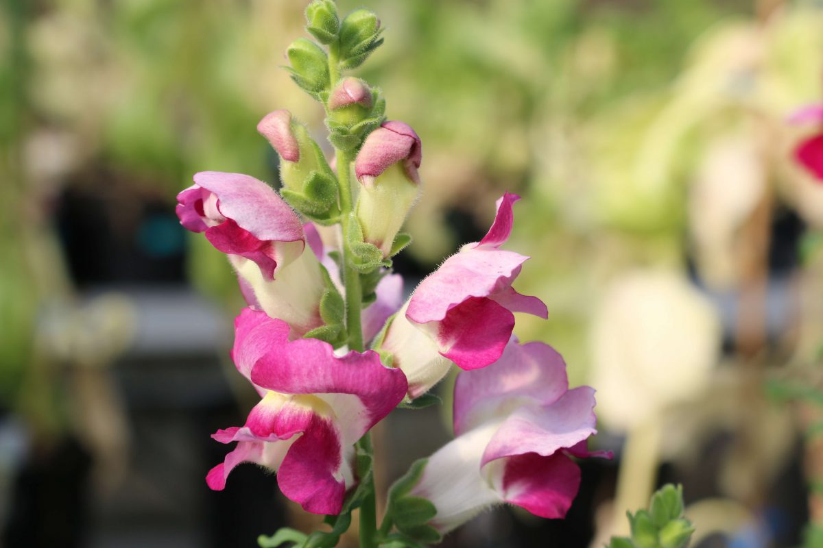 EDIS Update: Snapdragons - UF/IFAS Mid-Florida Research and Education ...