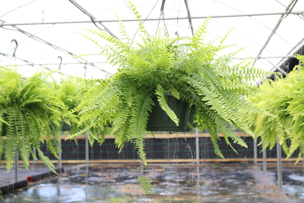Industry Spotlight: Central Florida Ferns - UF/IFAS Mid-Florida ...