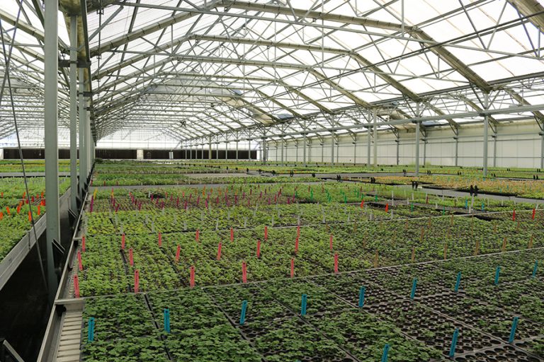 Industry Spotlight: Agri-Starts - UF/IFAS Mid-Florida Research and ...