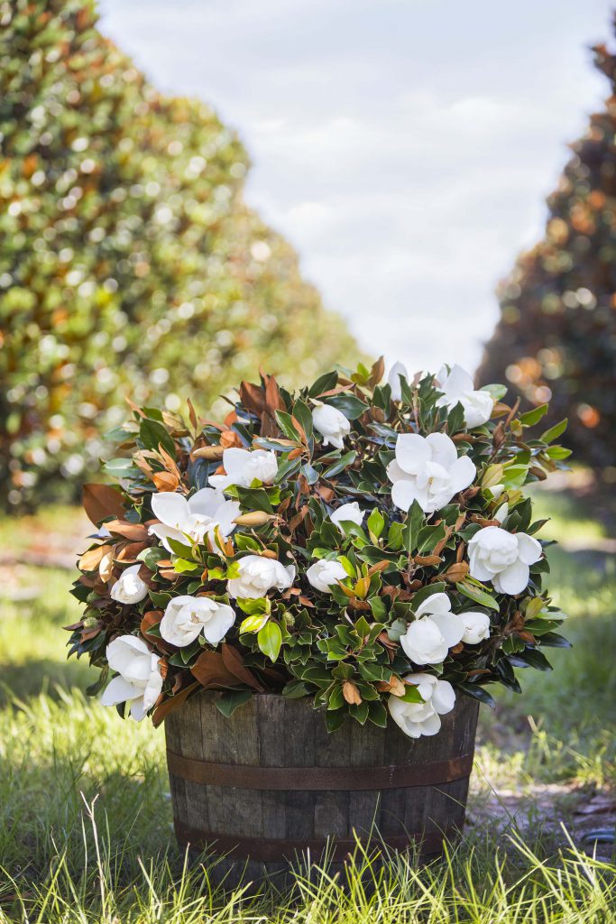 Industry Spotlight: The Magnolia Company - UF/IFAS Mid-Florida Research ...