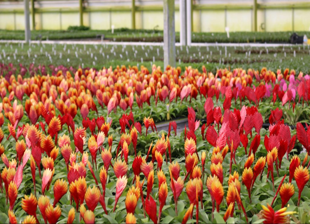 Industry Spotlight: Deroose Plants - UF/IFAS Mid-Florida Research and ...