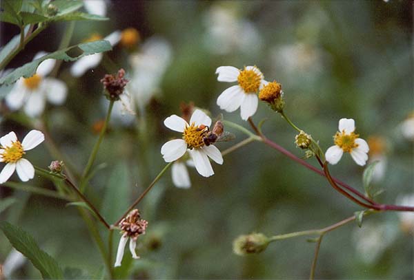 EDIS Update: Biology and Management of Spanish Needles (Bidens spp.) in ...