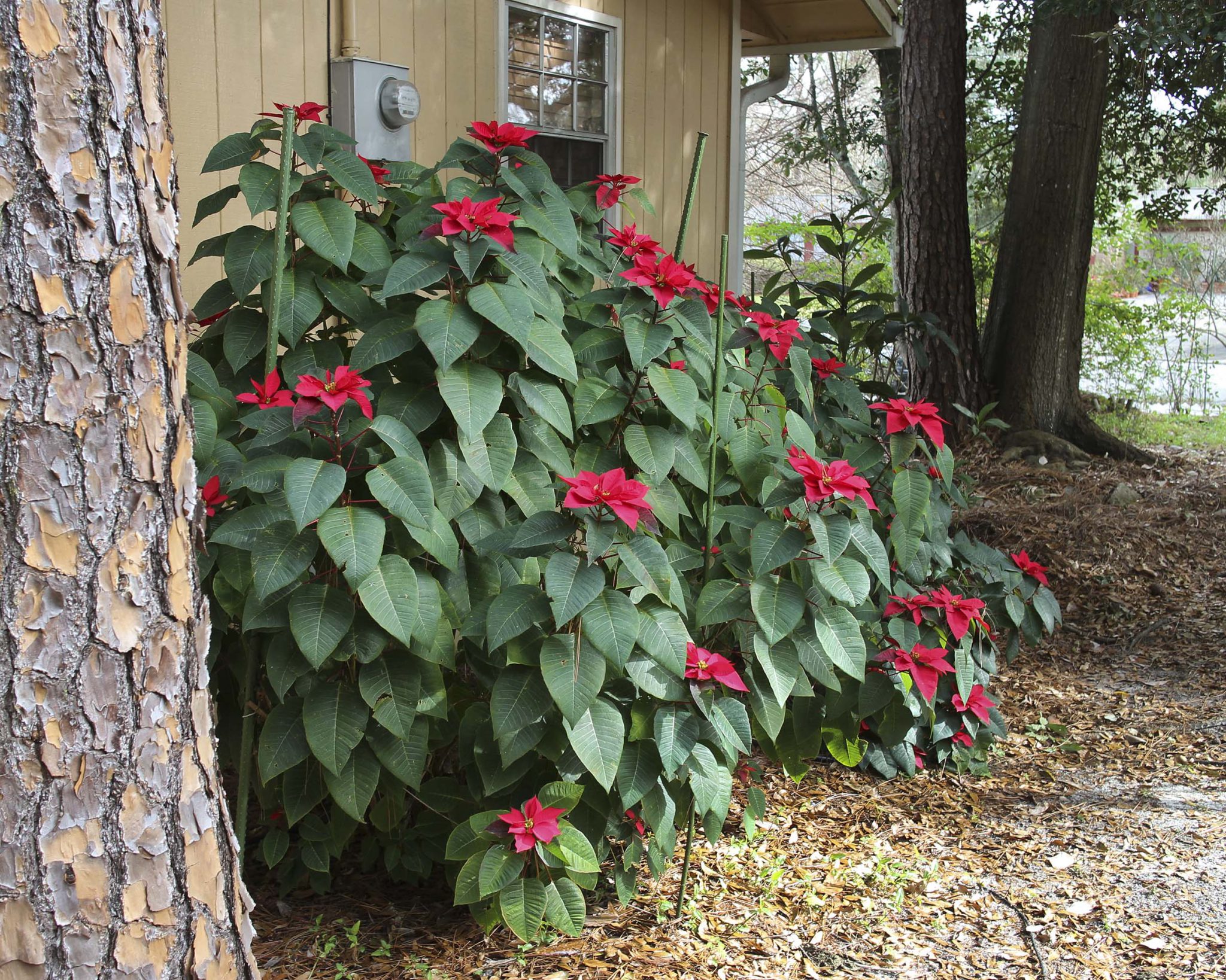‘Tis the Season for Poinsettias - UF/IFAS Mid-Florida Research and ...