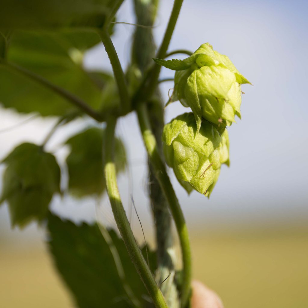 EDIS Update: Harvest Techniques for Hops (Humulus lupulus) - UF/IFAS ...