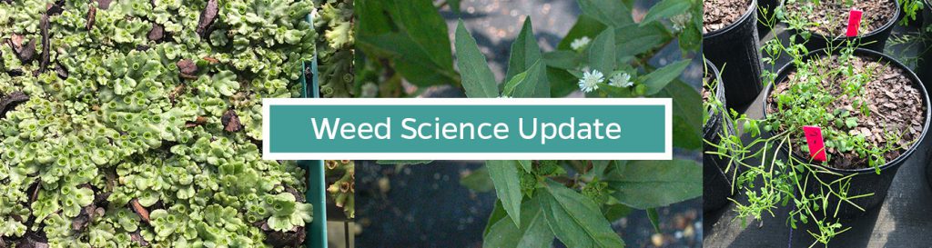 Weed of the Week: Spanish Needles - UF/IFAS Mid-Florida Research and ...