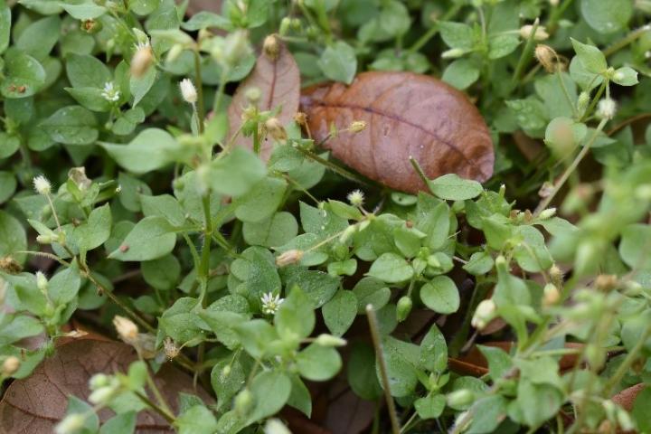 Weed of the Week: Chickweed - UF/IFAS Mid-Florida Research and ...