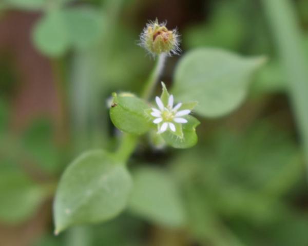 Weed of the Week: Chickweed - UF/IFAS Mid-Florida Research and ...
