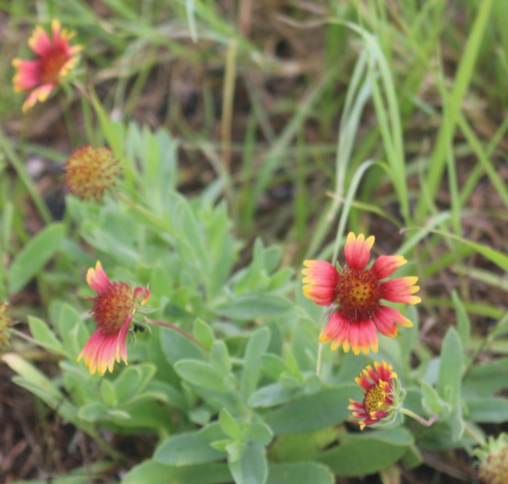 Wild Weeds: Friends or Foes? - UF/IFAS Mid-Florida Research and ...