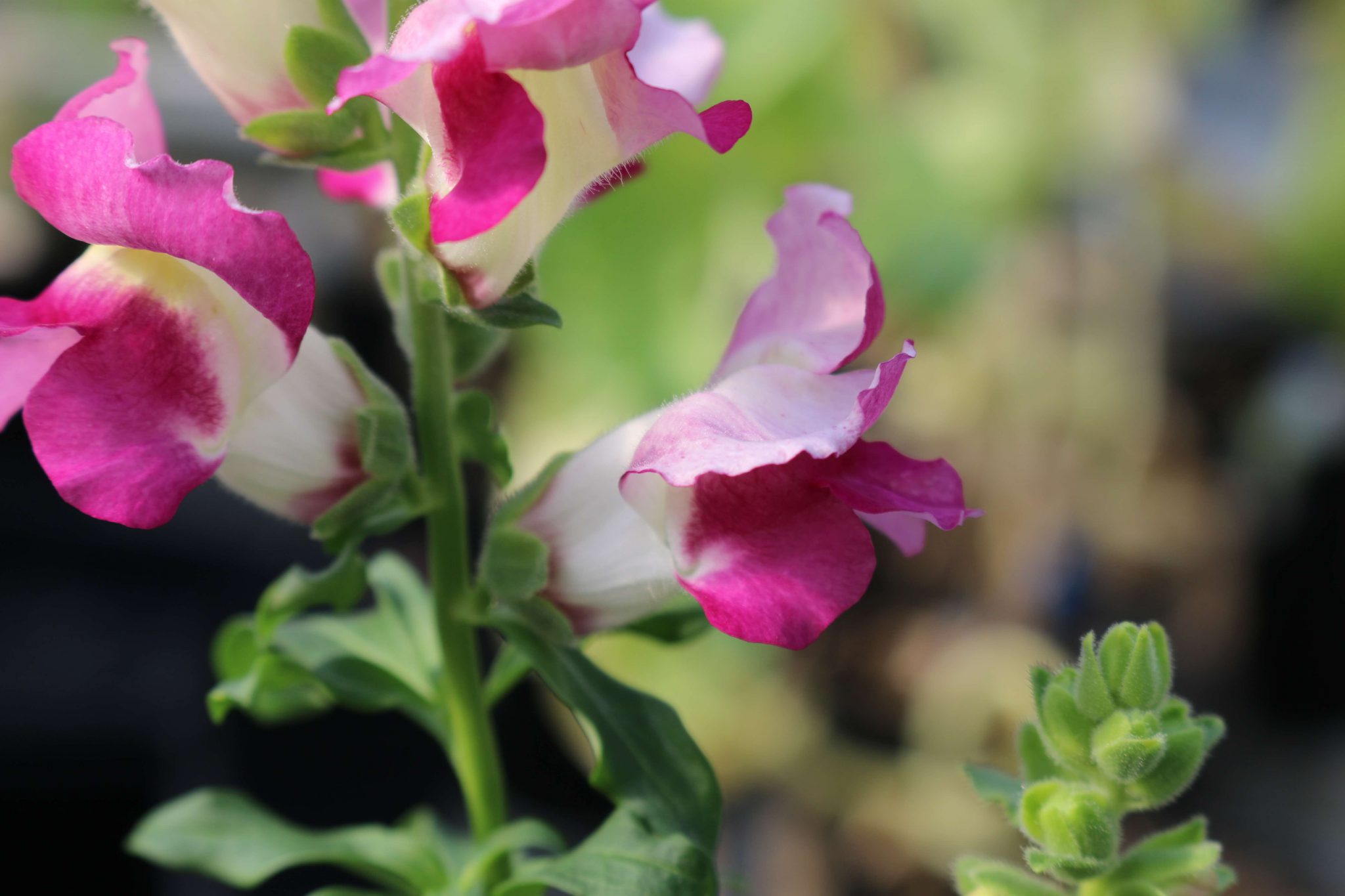 EDIS Update: Development of a Model Mutagenesis System for Snapdragon ...