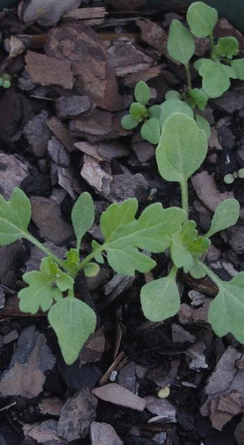 Weed of the week : Ragweed Parthenium - UF/IFAS Mid-Florida Research ...