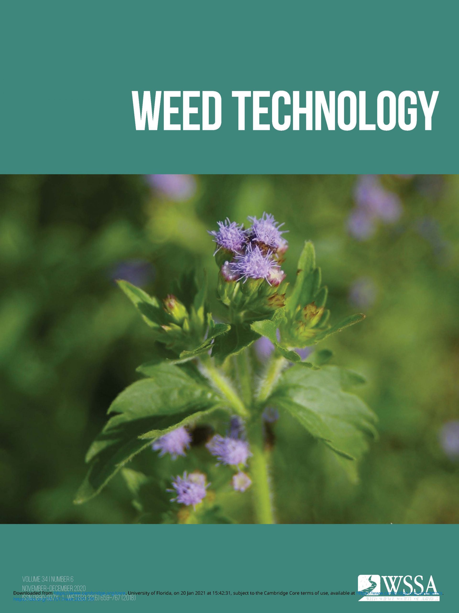 Weed of the Week: Praxelis clematidea - UF/IFAS Mid-Florida Research ...