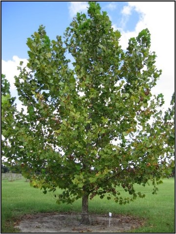 EDIS Update: Key Plant, Key Pests: Sycamore (Platanus spp.) - UF/IFAS ...