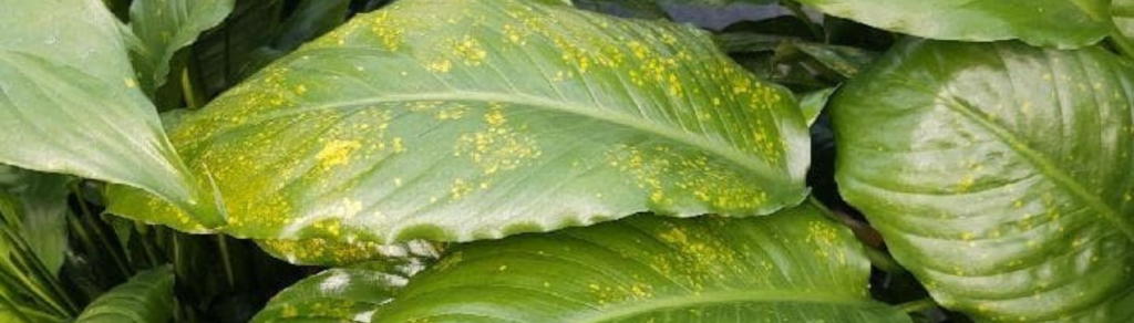 Pests & Disease Archives - UF/IFAS Mid-Florida Research and Education ...