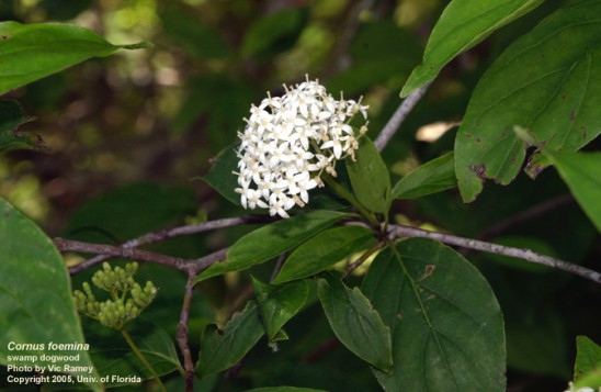 You added a swamp dogwood to your demonstration garden this year ...