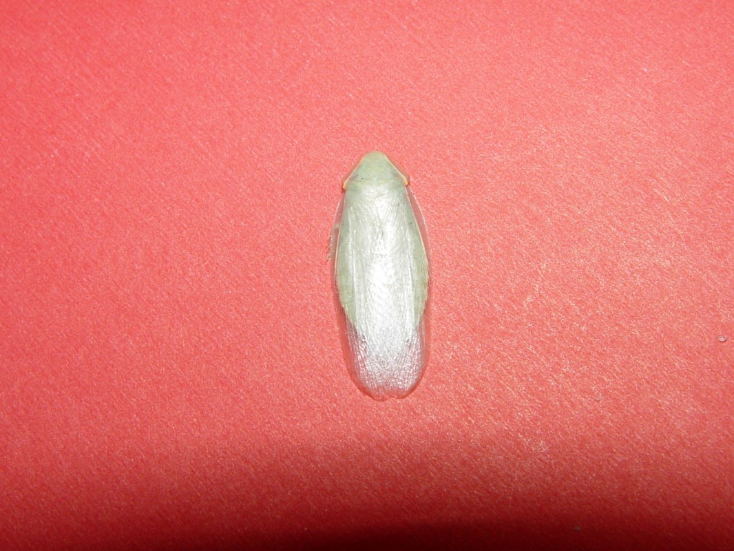 What is this green insect? It looks like a little fish to me. - UF/IFAS ...