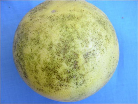 What is wrong with my grapefruit? - UF/IFAS Extension Nassau County