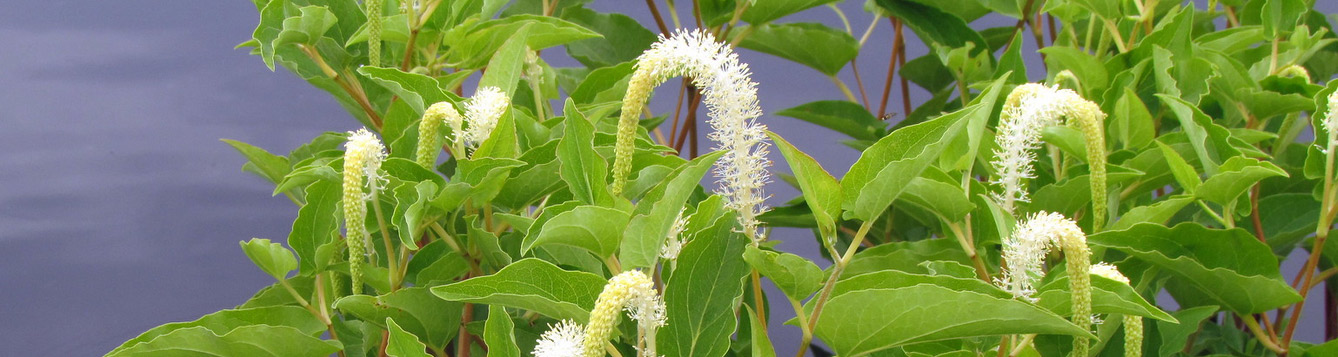 Lizard's tail - UF/IFAS Extension Nassau County