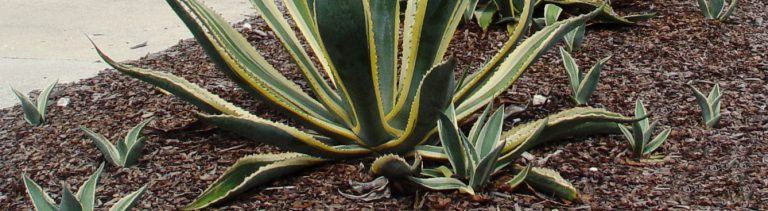 Fact sheet: Century Plant - UF/IFAS Extension Nassau County