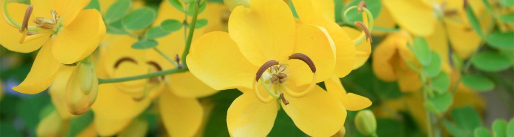 Fact sheet: Cassia - UF/IFAS Extension Nassau County