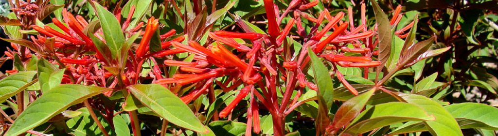 Fact sheet: Firebush - UF/IFAS Extension Nassau County