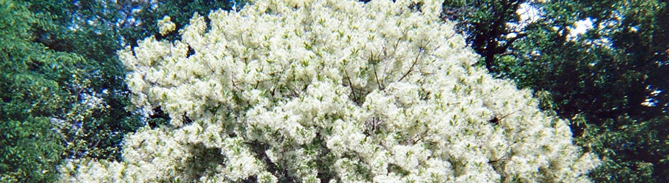 Fact sheet: Fringe Tree - UF/IFAS Extension Nassau County