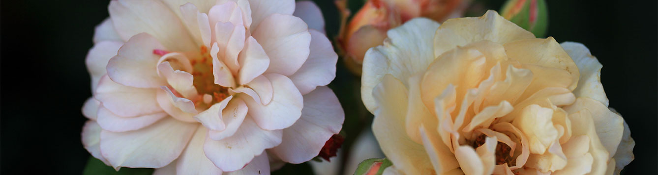 Fact sheet: Reve d'Or Rose - UF/IFAS Extension Nassau County