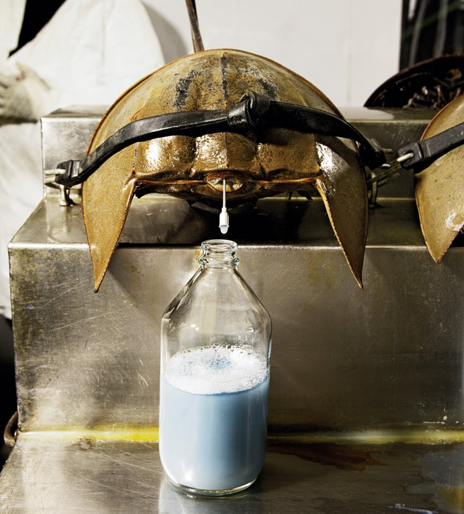 Why you owe a "thank you" to the horseshoe crab - its blood could save ...