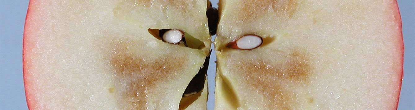 Q: I bit into an apple and a large portion of the area around the core ...