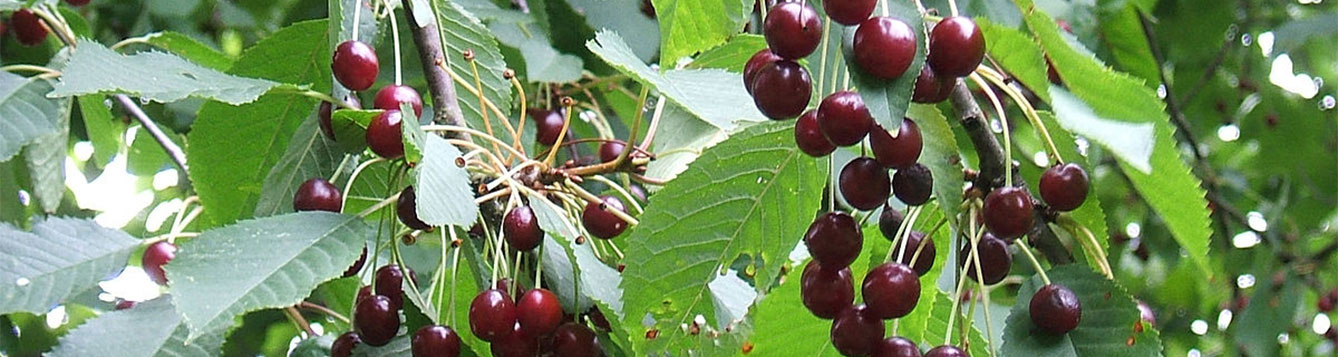 Q: Can you identify this plant and is it poisonous to my horses? - UF ...