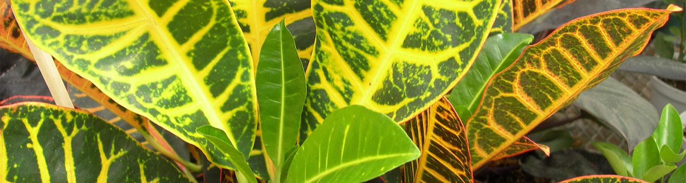 Fact sheet: Croton - UF/IFAS Extension Nassau County