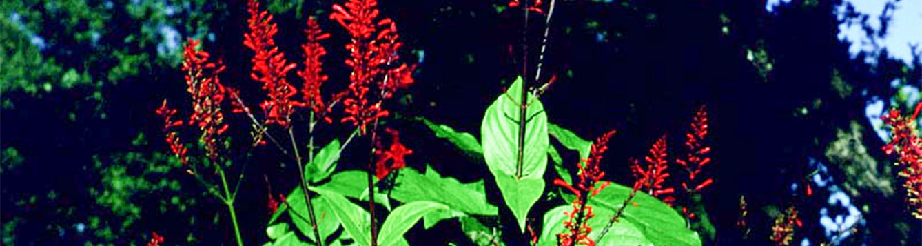 Fact sheet: Firespike - UF/IFAS Extension Nassau County