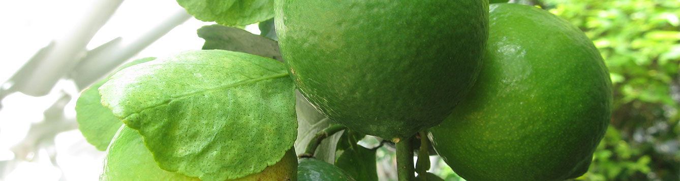 Q: My patio lime tree has some fruit on it even now. I am concerned ...