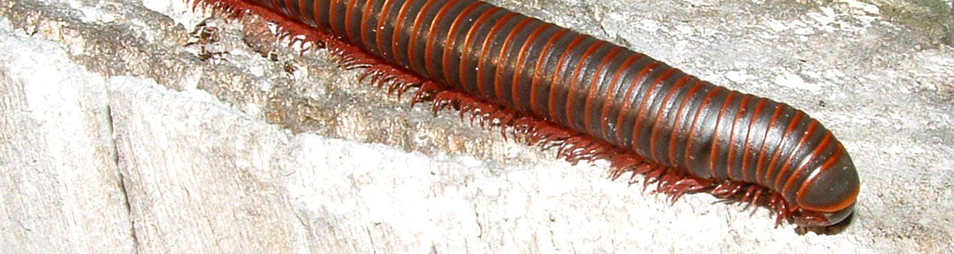 Q: I keep seeing these small, black creatures on the sidewalks along ...