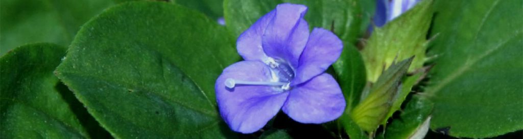Fact sheet: Philippine violet - UF/IFAS Extension Nassau County